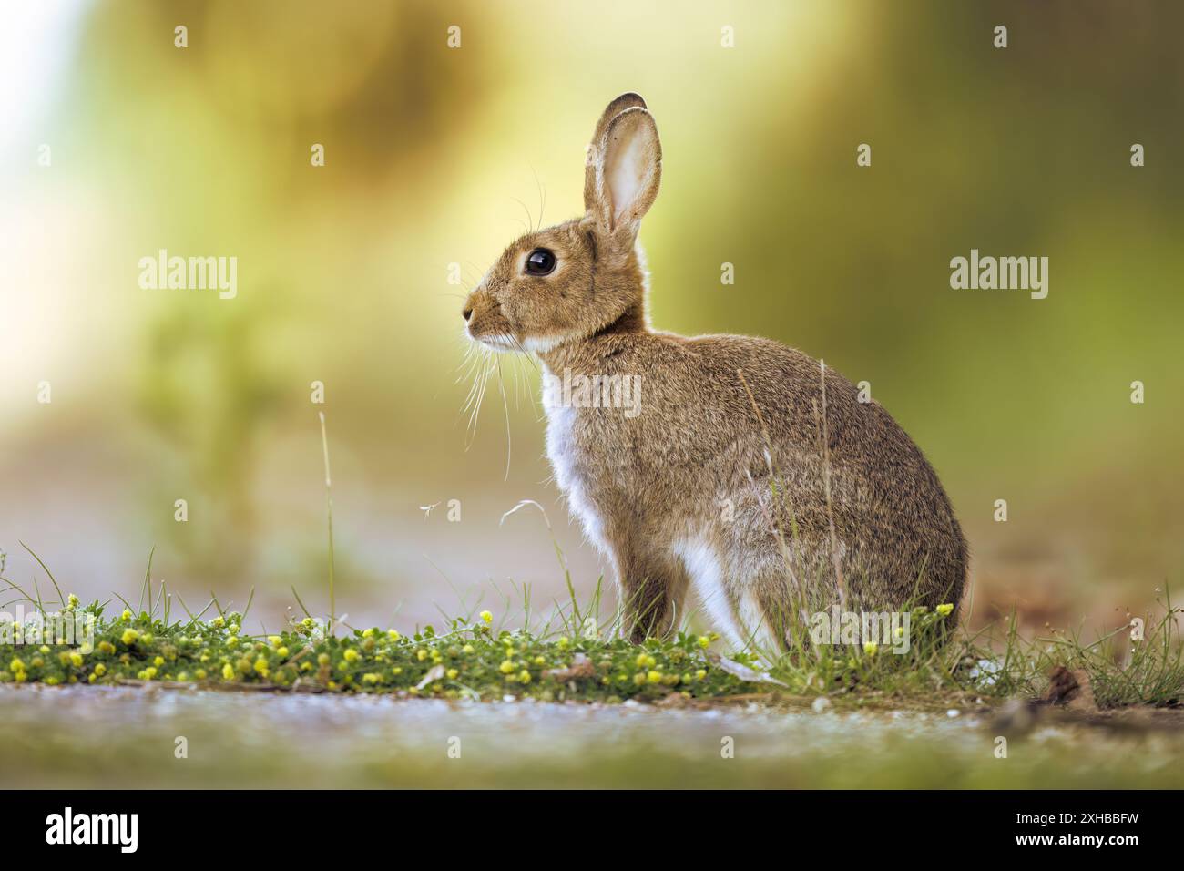 A low level image of a Rabbit Oryctolagus cuniculus looking curious ...