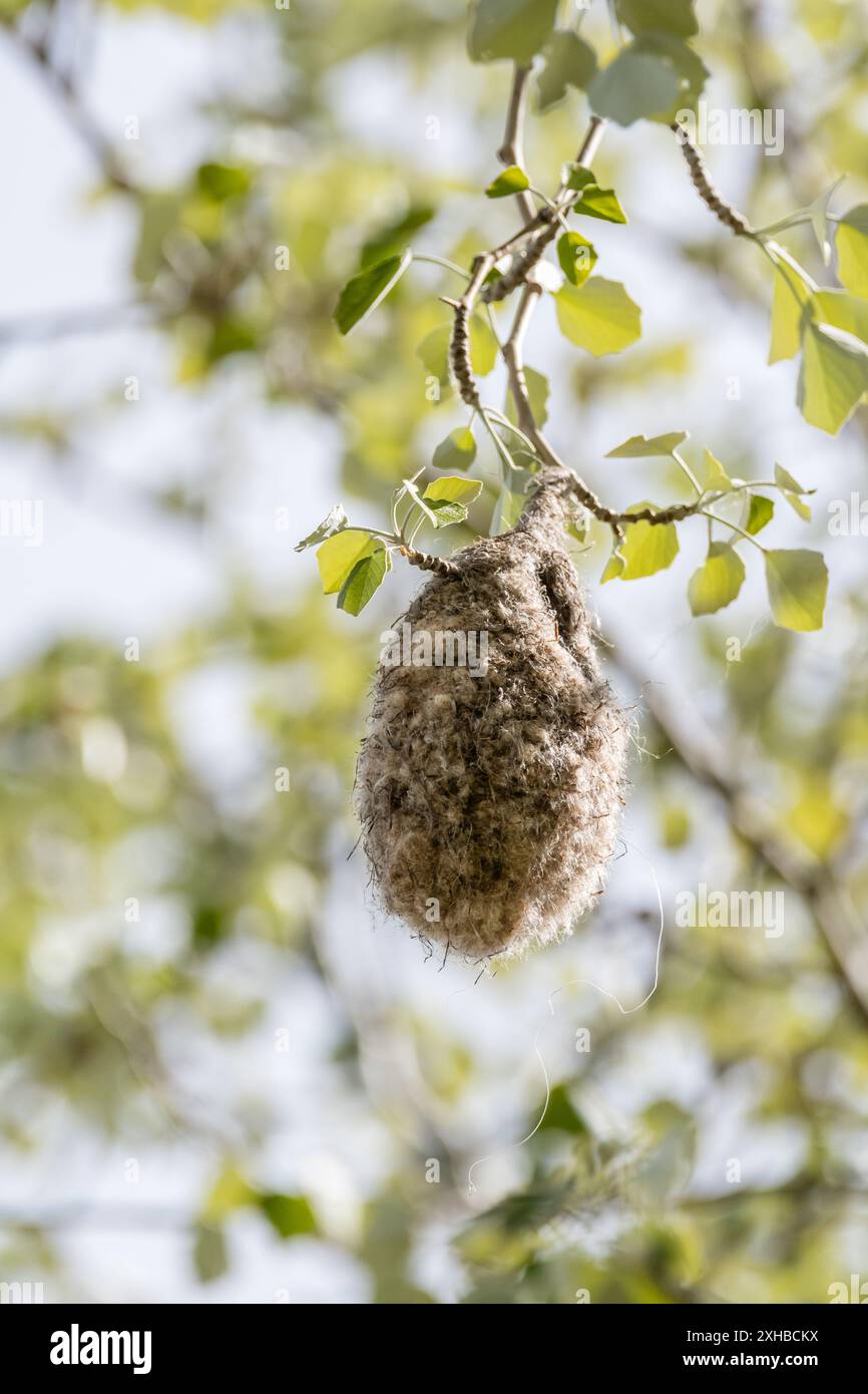 Eurasian penduline tit, Remiz pendulinus, nest hanging from a tree ...