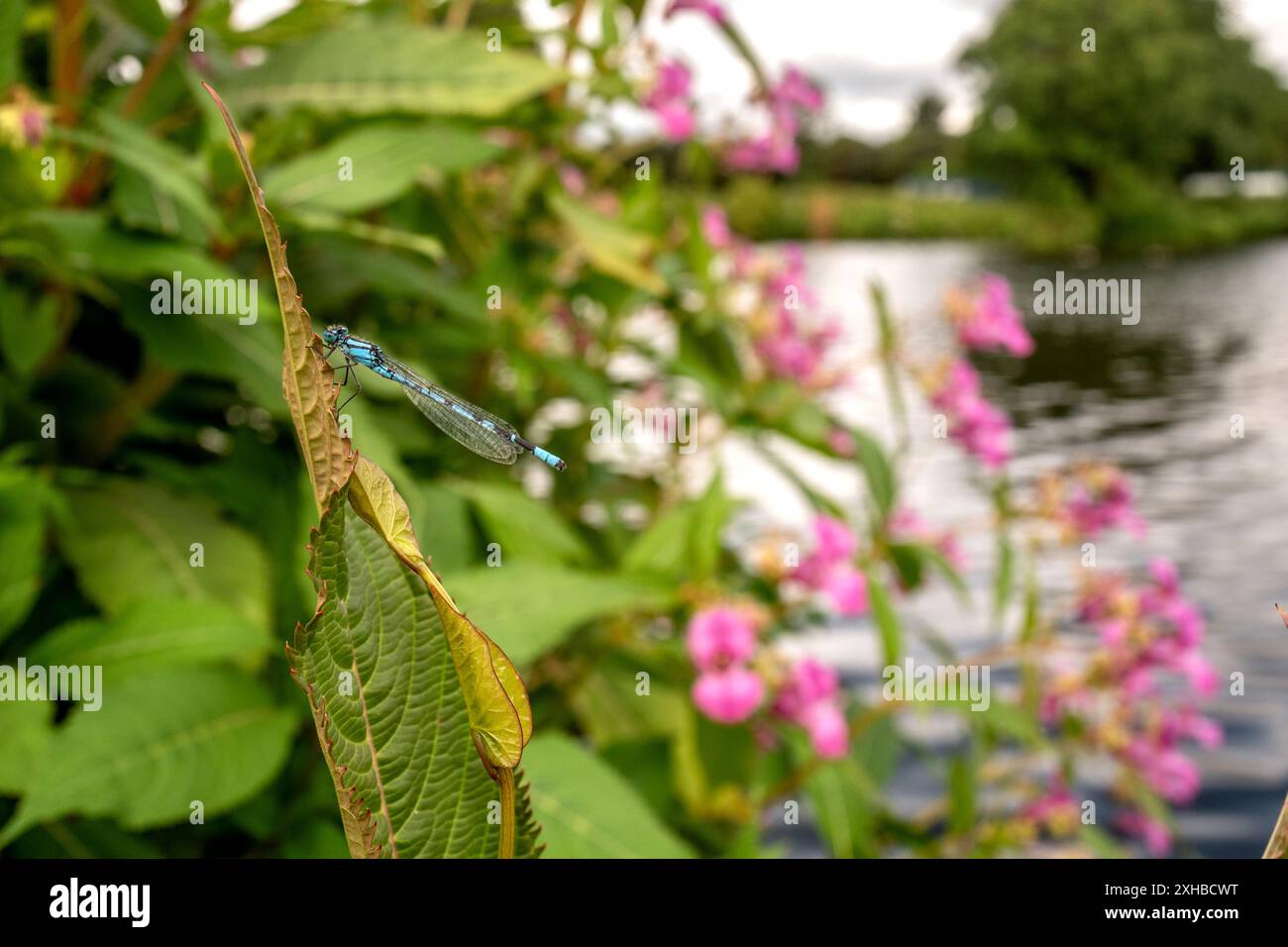 Nottingham, July 7th 2024: A damsel fly in The Hook Nature Reserve in ...