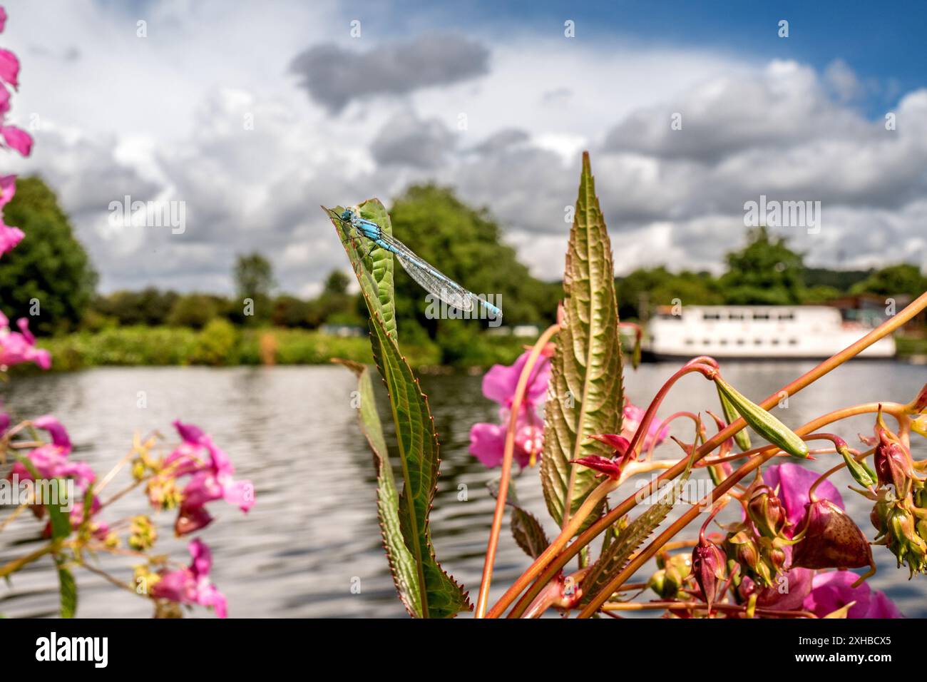 Nottingham, July 7th 2024: A damsel fly in The Hook Nature Reserve in ...