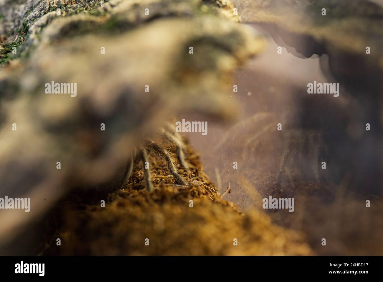 Hairy Legs of the Juvenile Brachypelma Harmorri or Brachypelma Smithi ...