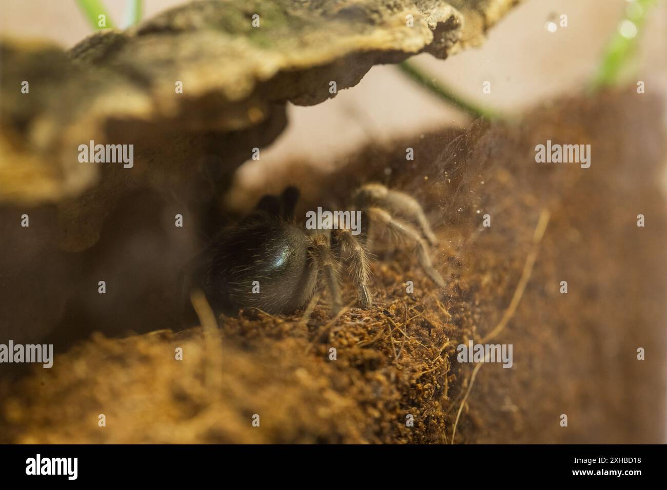 A Juvenile Brachypelma Harmorri or Brachypelma Smithi Tarantula Female ...