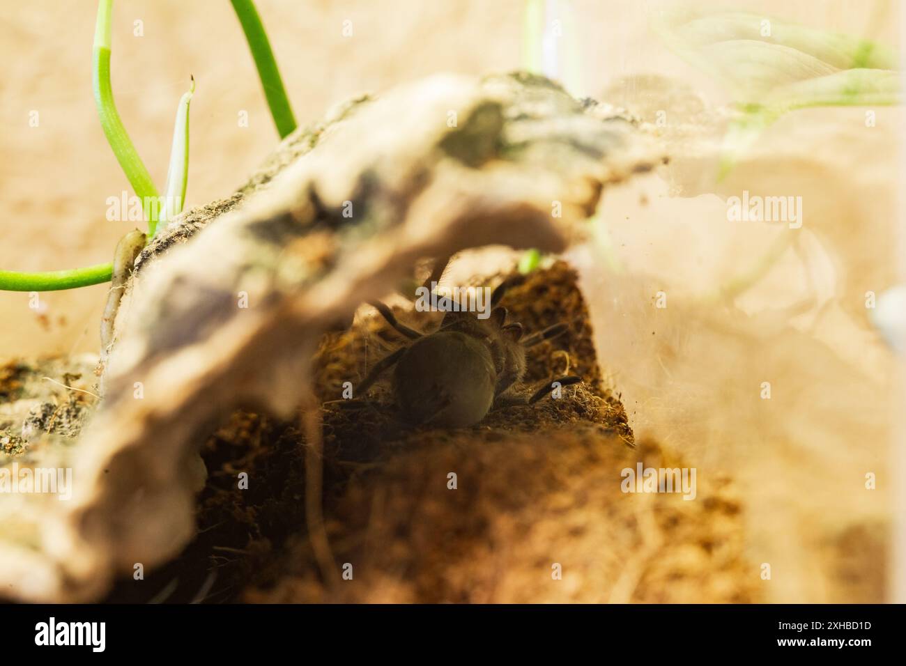 A Juvenile Brachypelma Harmorri or Brachypelma Smithi Tarantula Female ...