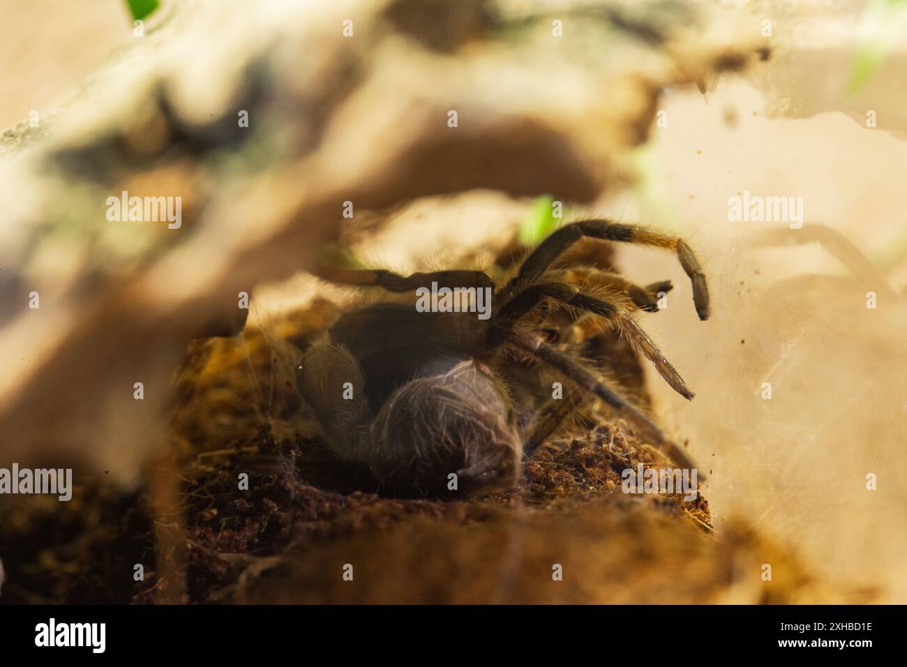 A Juvenile Brachypelma Harmorri or Brachypelma Smithi Tarantula Female ...