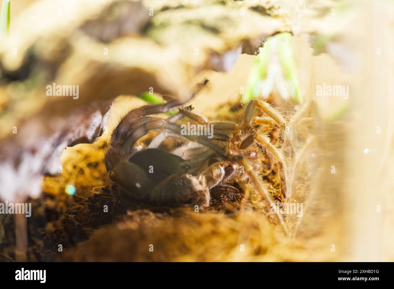 A Juvenile Brachypelma Harmorri or Brachypelma Smithi Tarantula Female ...