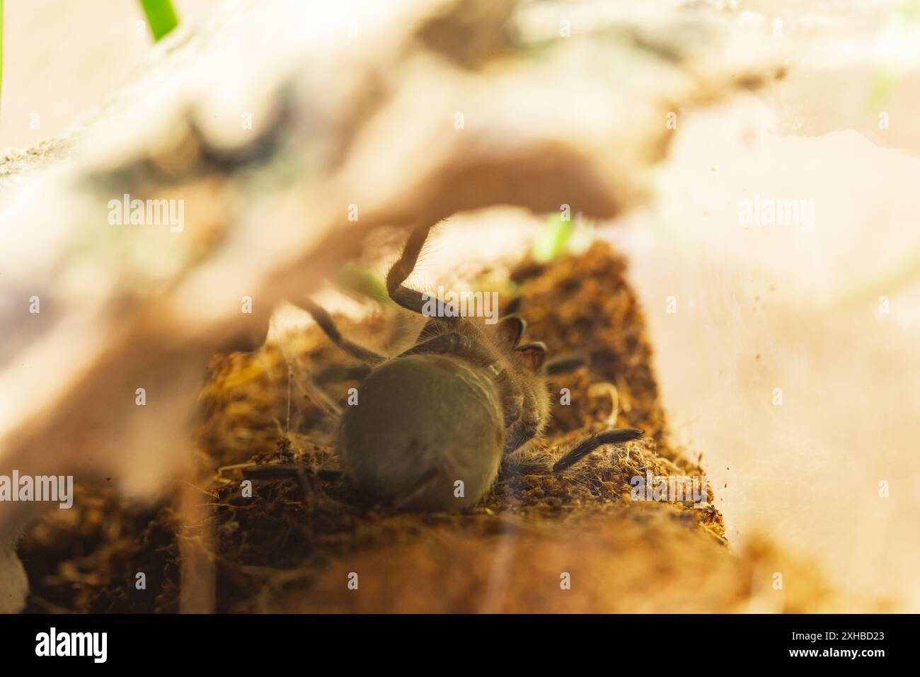 A Juvenile Brachypelma Harmorri or Brachypelma Smithi Tarantula Female ...