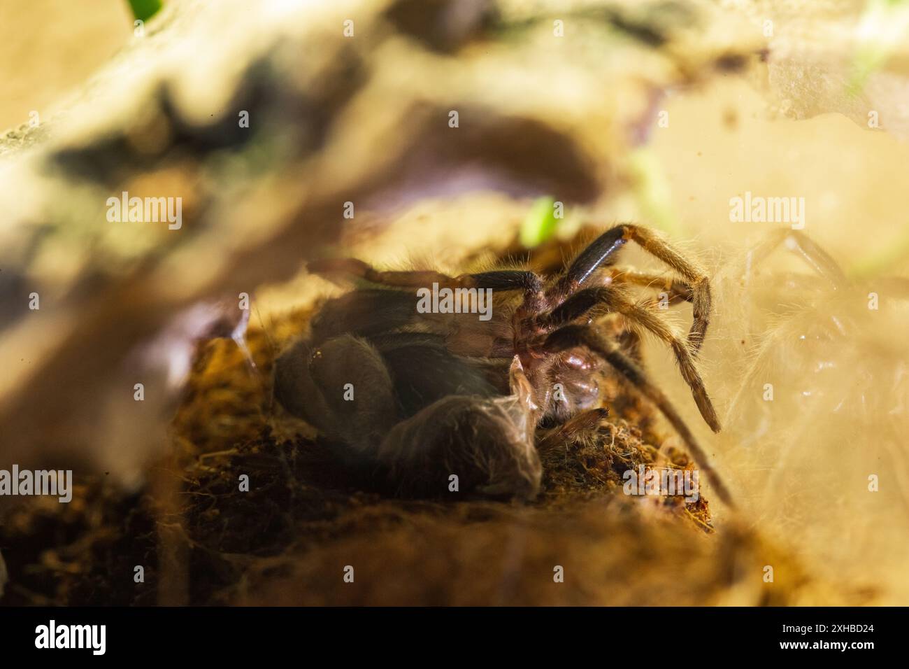 A Juvenile Brachypelma Harmorri or Brachypelma Smithi Tarantula Female ...