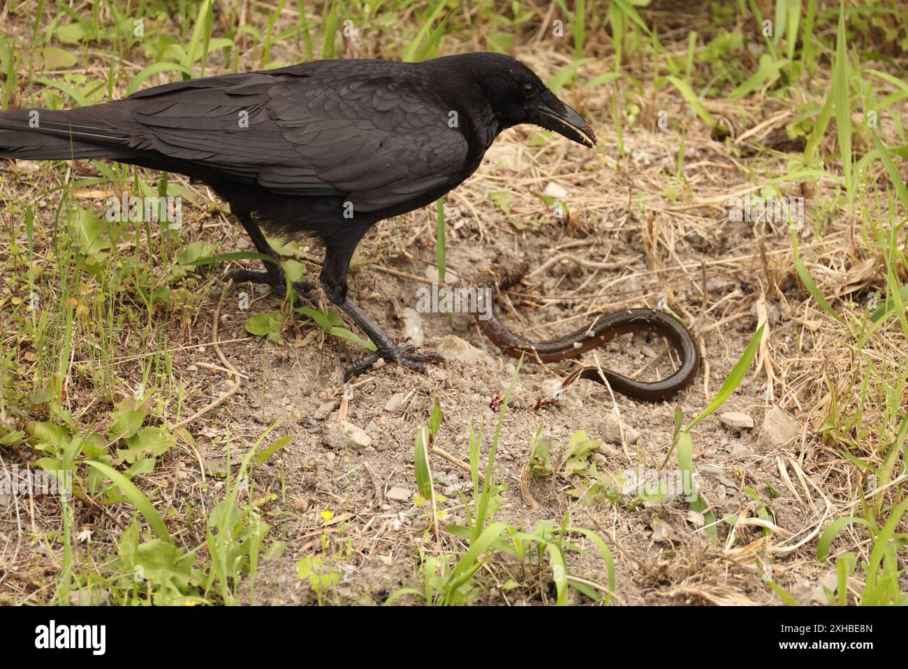 Carrion crow (Corvus corone) is a passerine bird of the family Corvidae ...
