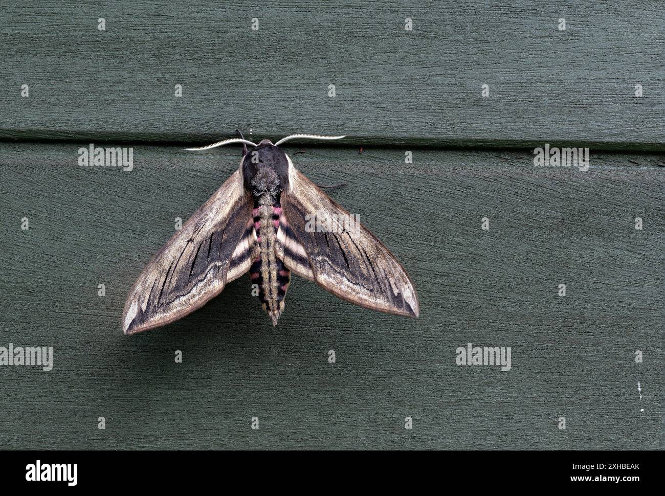Privet Hawk Moth Sphinx ligustri Britains largest UK resident moth at ...