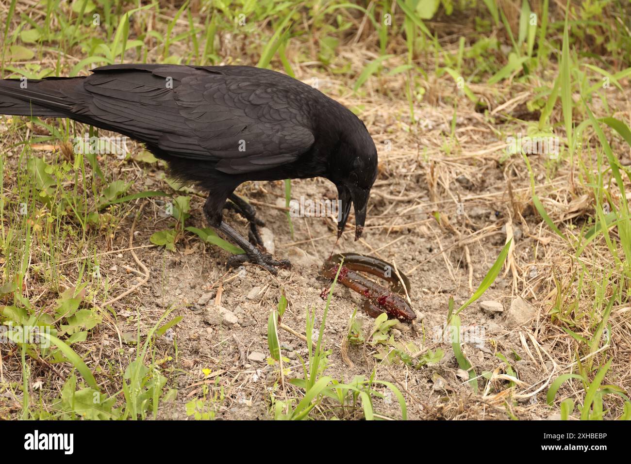 Carrion crow (Corvus corone) is a passerine bird of the family Corvidae ...
