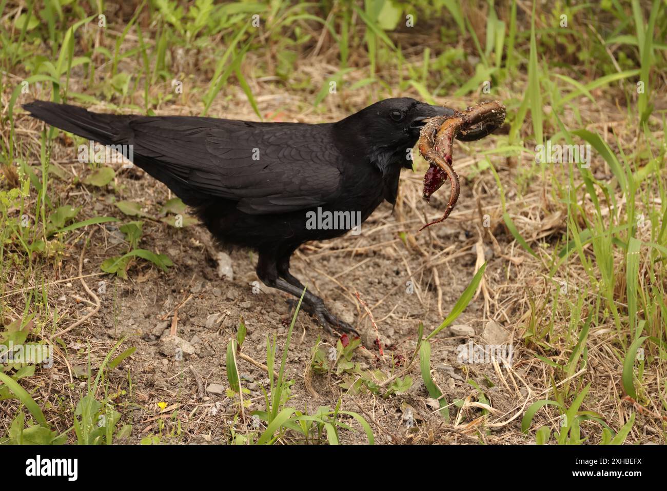 Carrion crow (Corvus corone) is a passerine bird of the family Corvidae ...