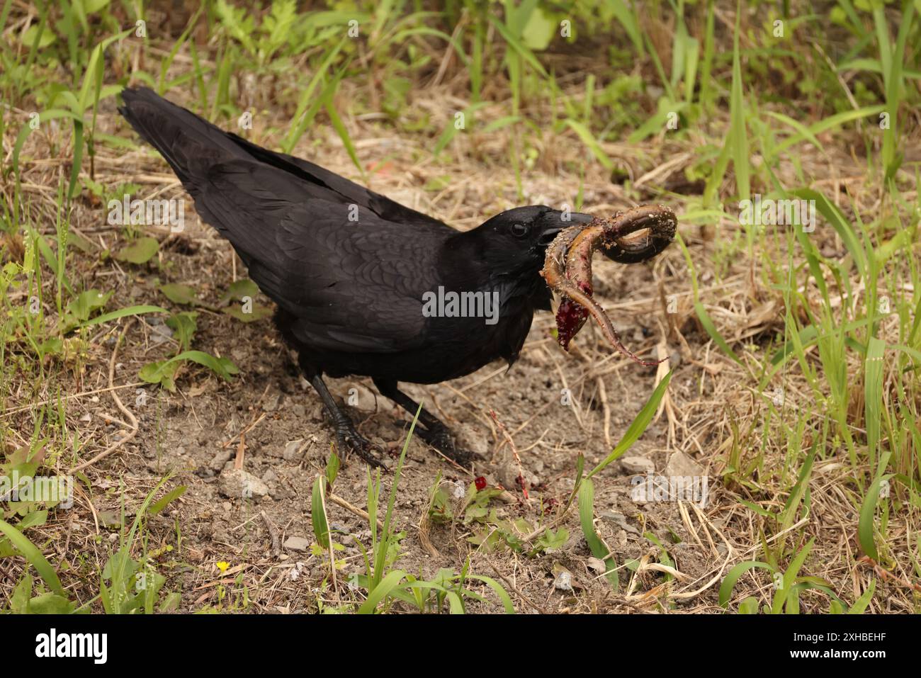 Carrion crow (Corvus corone) is a passerine bird of the family Corvidae ...