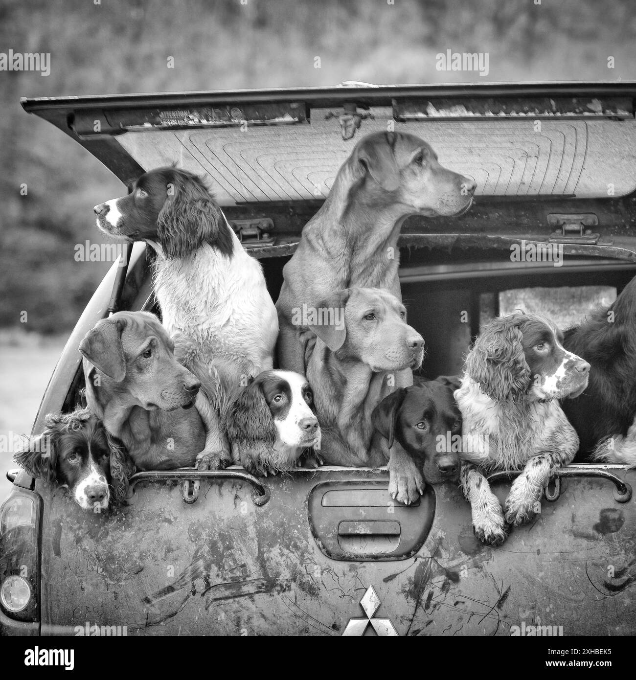A group of working gun dogs in the back of a 4x4 at Rievaulx Abbey near ...