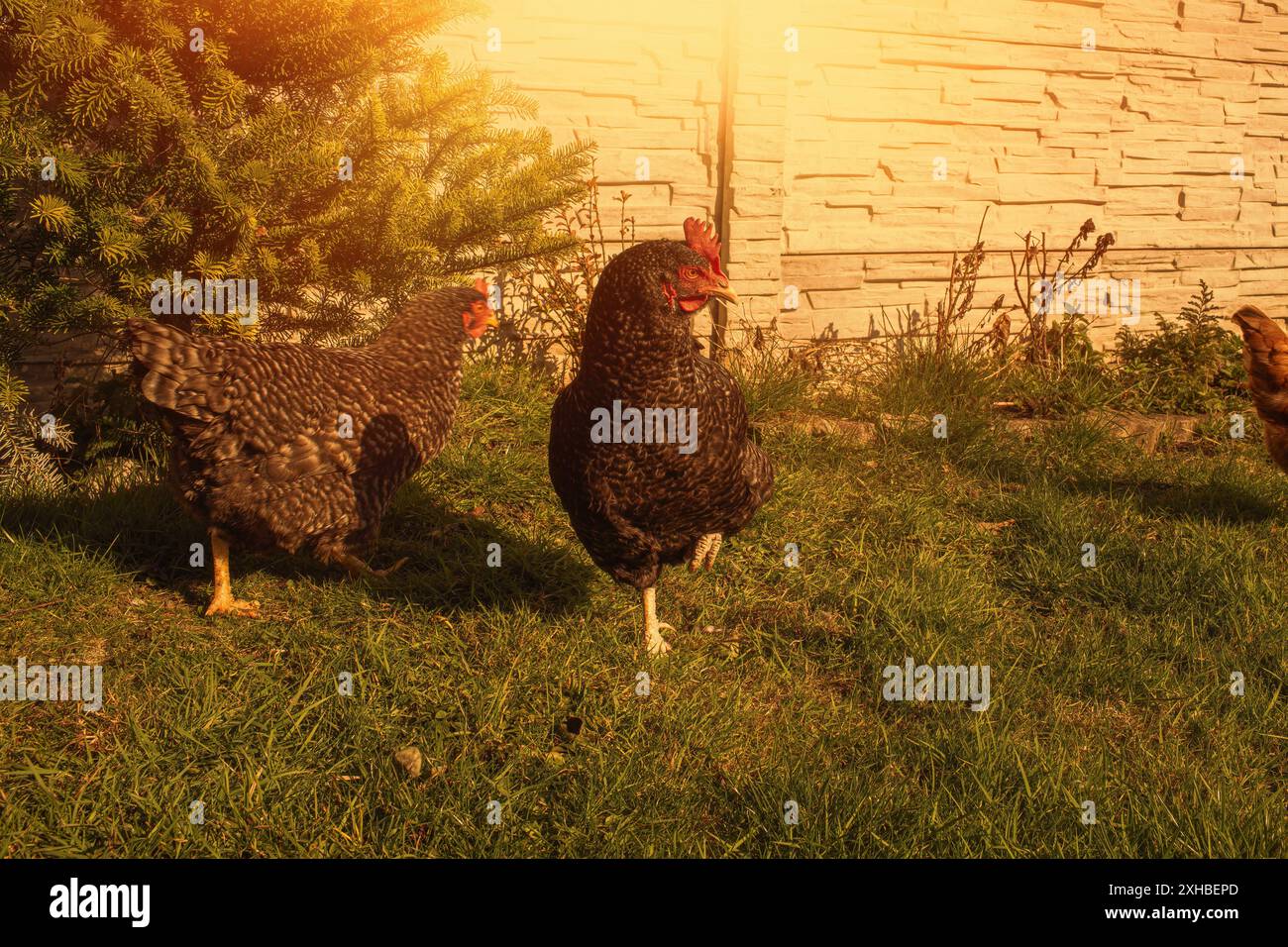 Chicken grazing hi-res stock photography and images - Alamy