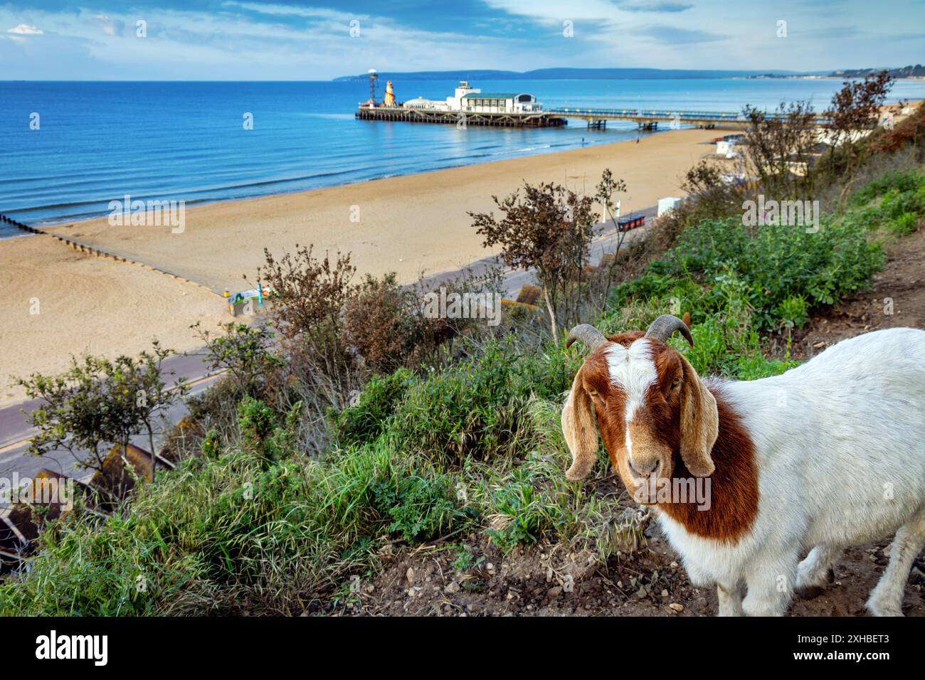 Goat in focus on East Cliff Bournemouth, with beach and pier in blurred ...