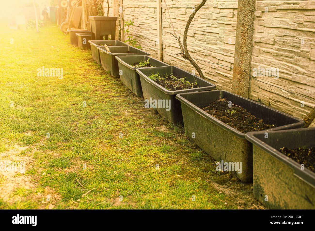 Pots filled with soil in the garden along the hedge.Spring season Stock ...