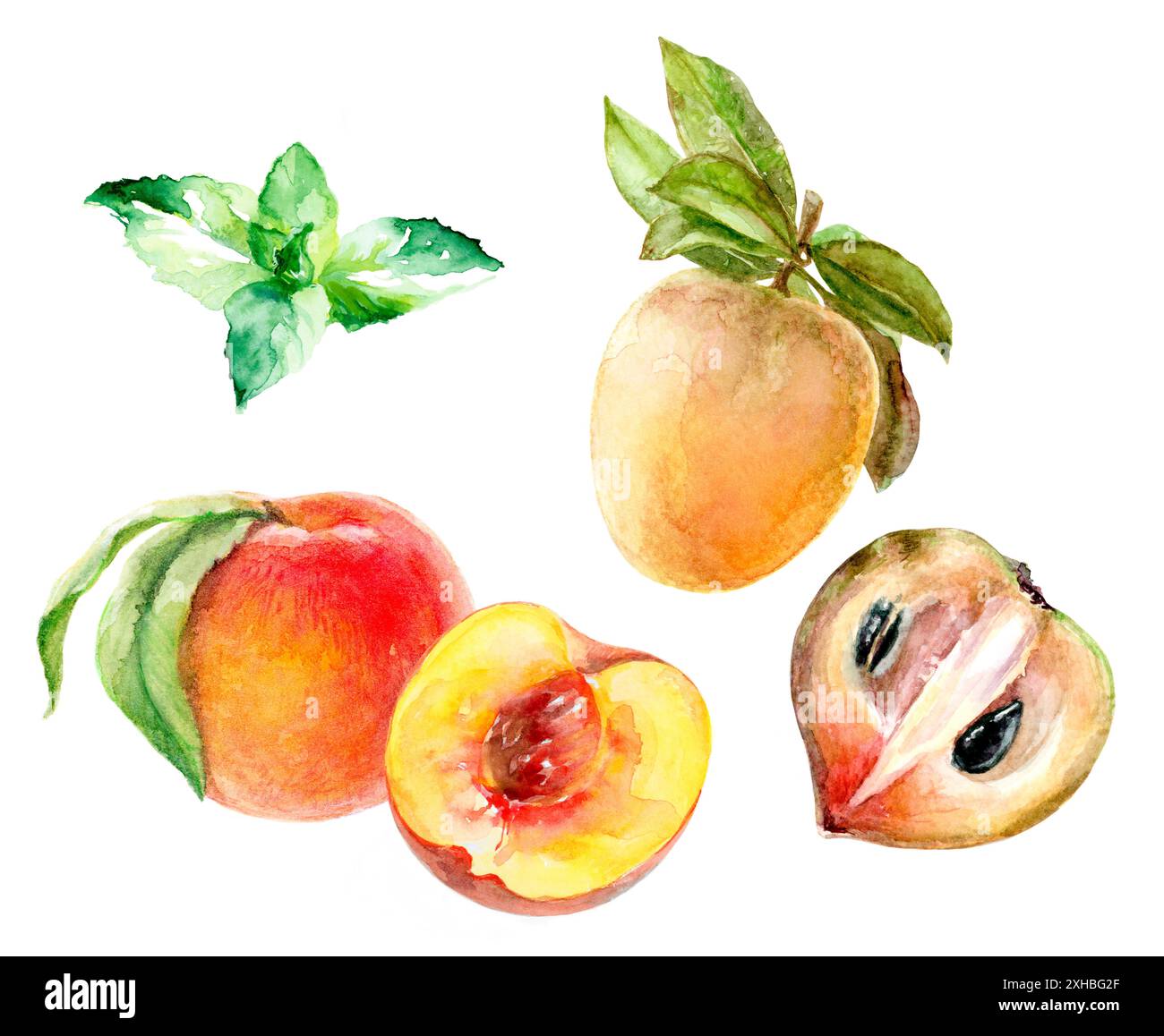 Watercolor painting featuring Peach, Mango, and Sapodilla fruits along ...