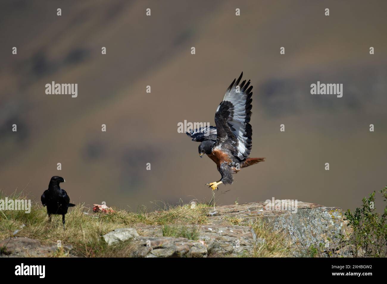 Jackal Buzzard ( Buteo rufofuscus ) Giants Castle Drakensberg, South ...