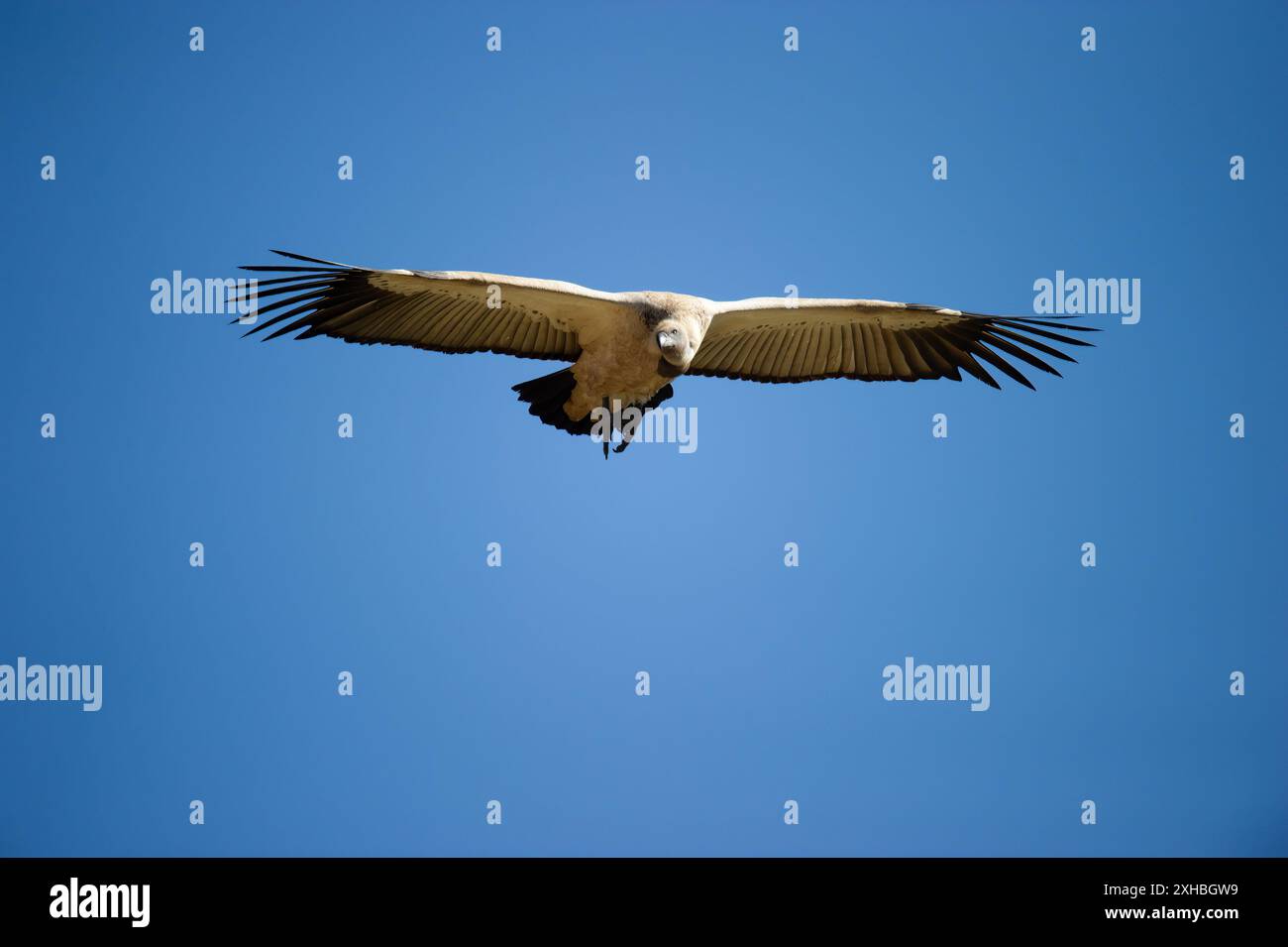 Cape Vulture ( Gyps coprotheres ) Giants Castle Drakensberg, Souith ...
