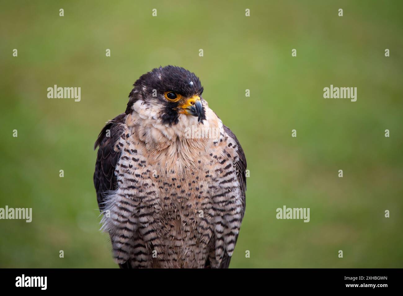 African falcon hi-res stock photography and images - Alamy