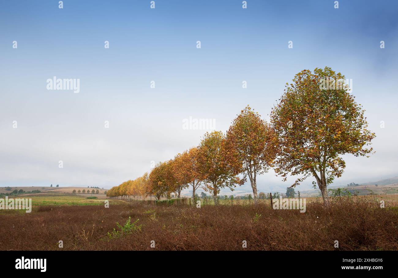 Autumn south africa hi-res stock photography and images - Alamy