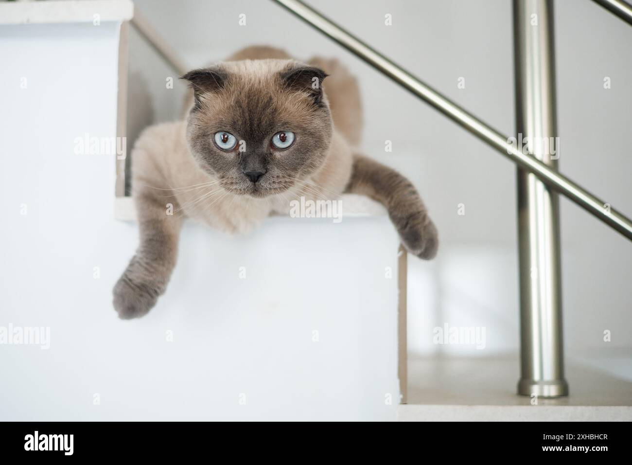 portrait of British blue-point fold cat Stock Photo - Alamy