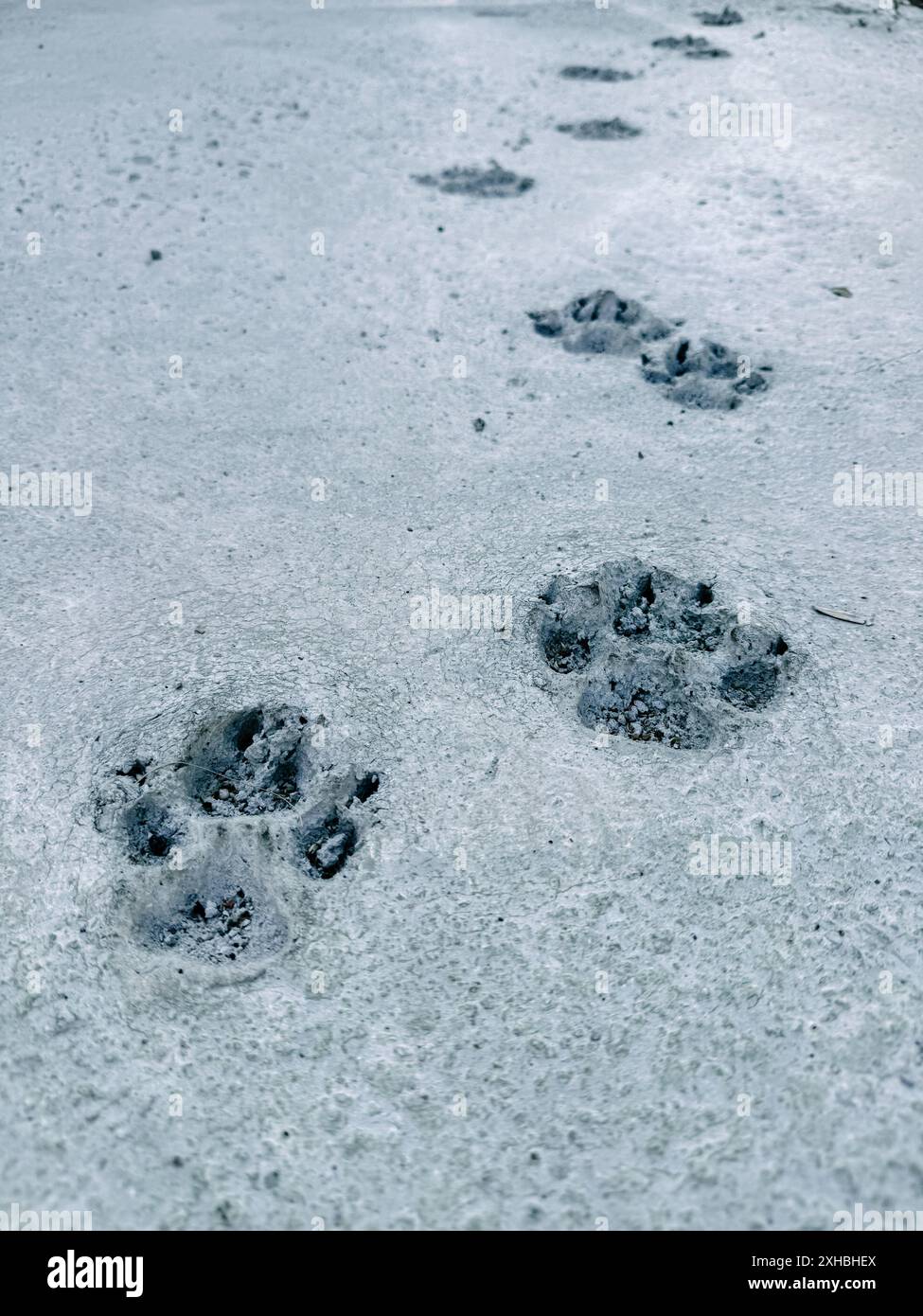 dog paw prints on fresh cement Stock Photo - Alamy