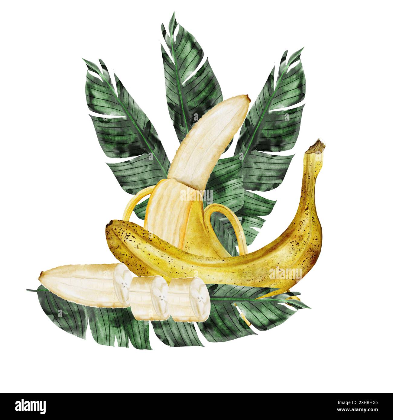 Banana watercolor. Hand drawn ripe tropical fruits composition. Clip ...
