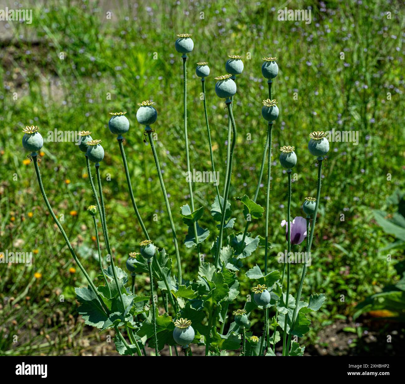 Seed pod of an Opium Poppy (Papaver somniferum Stock Photo - Alamy