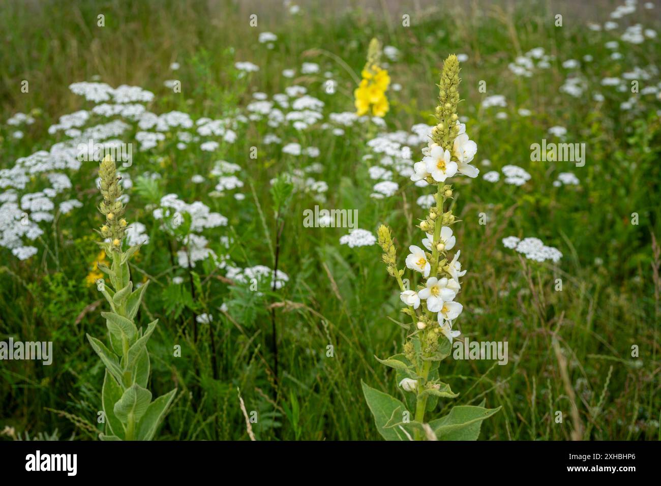 Beautiful mullein hi-res stock photography and images - Alamy