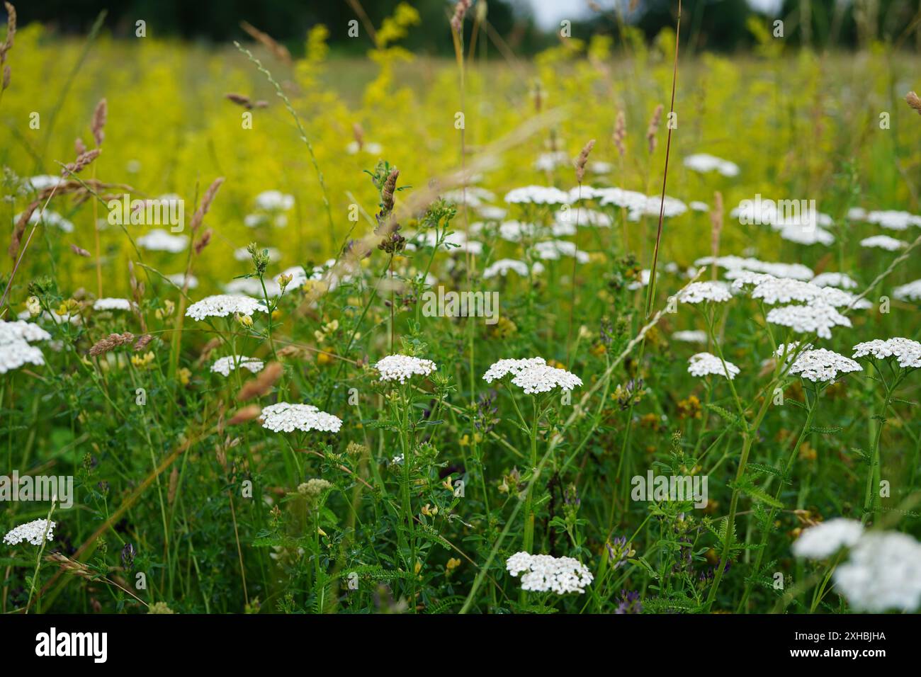white yarrow flowers on wild meadow (Achillea millefolium Stock Photo ...