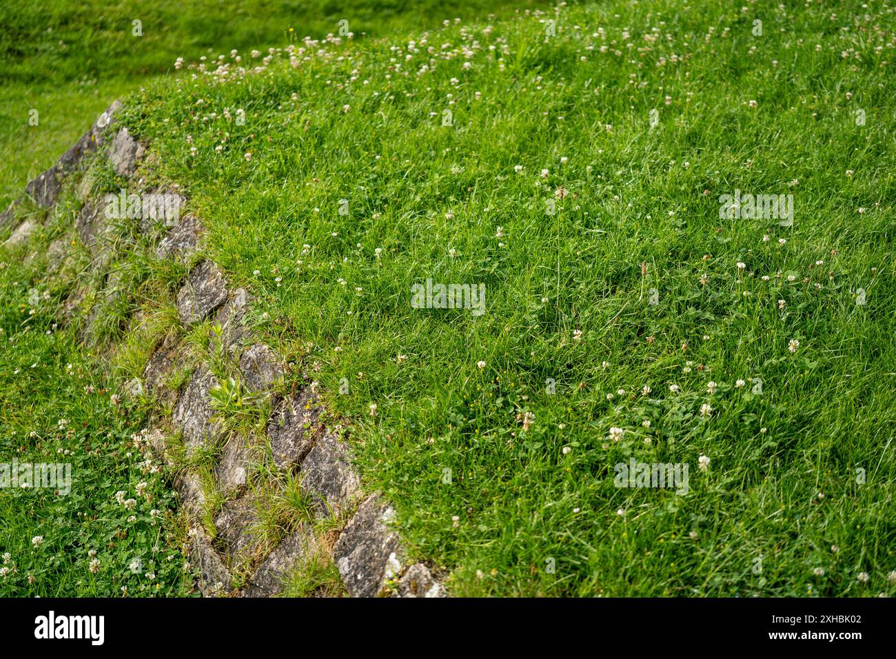 Minimalist grass hi-res stock photography and images - Alamy