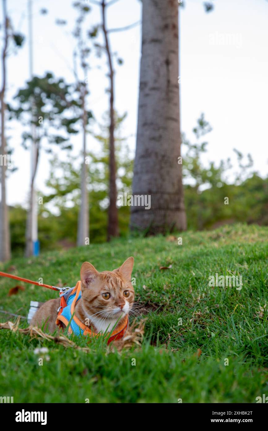 A ginger cat in a harness, attached to a red leash, lying in the green ...