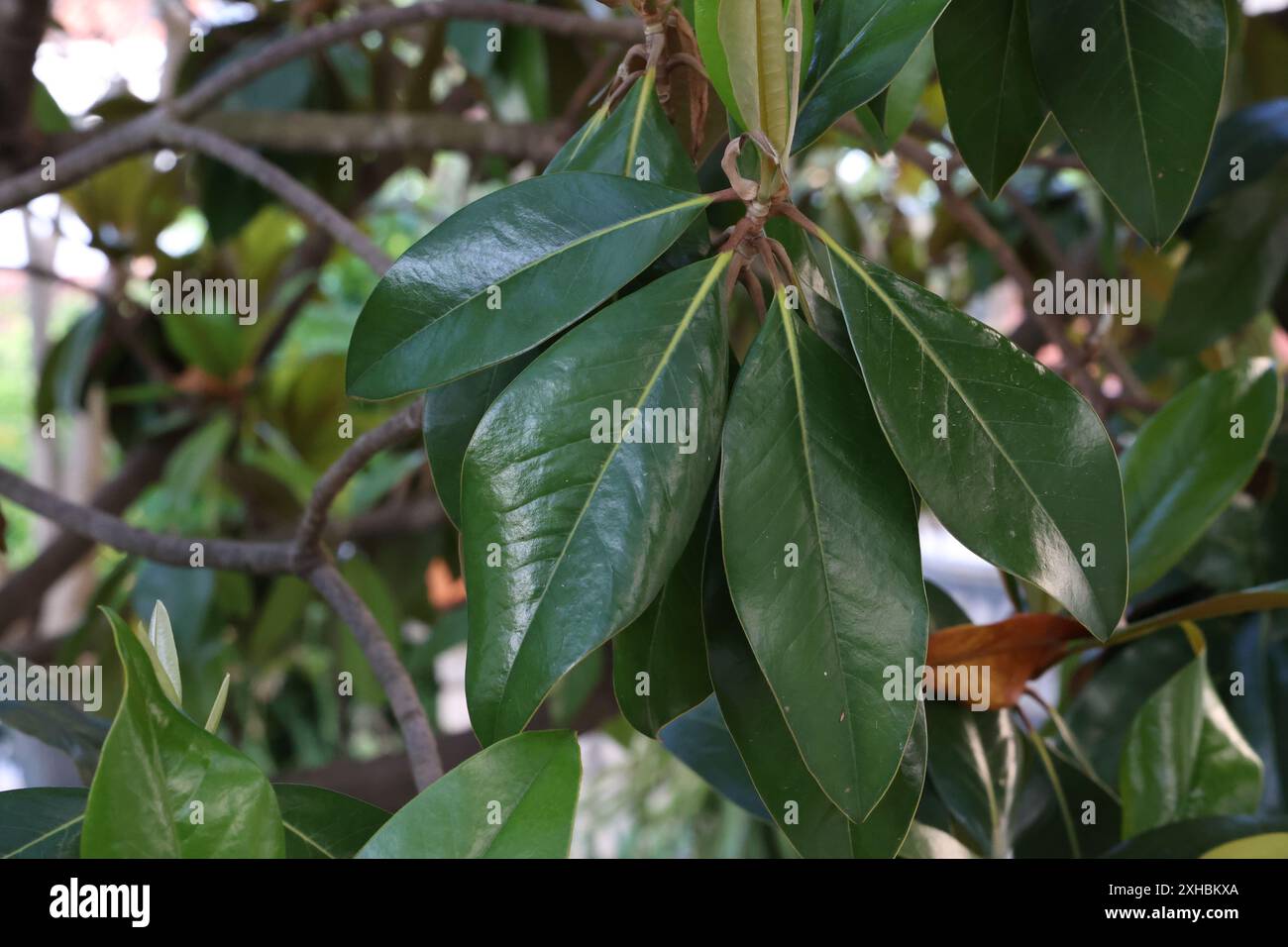 Magnolia. Set of magnolia leaves Stock Photo - Alamy