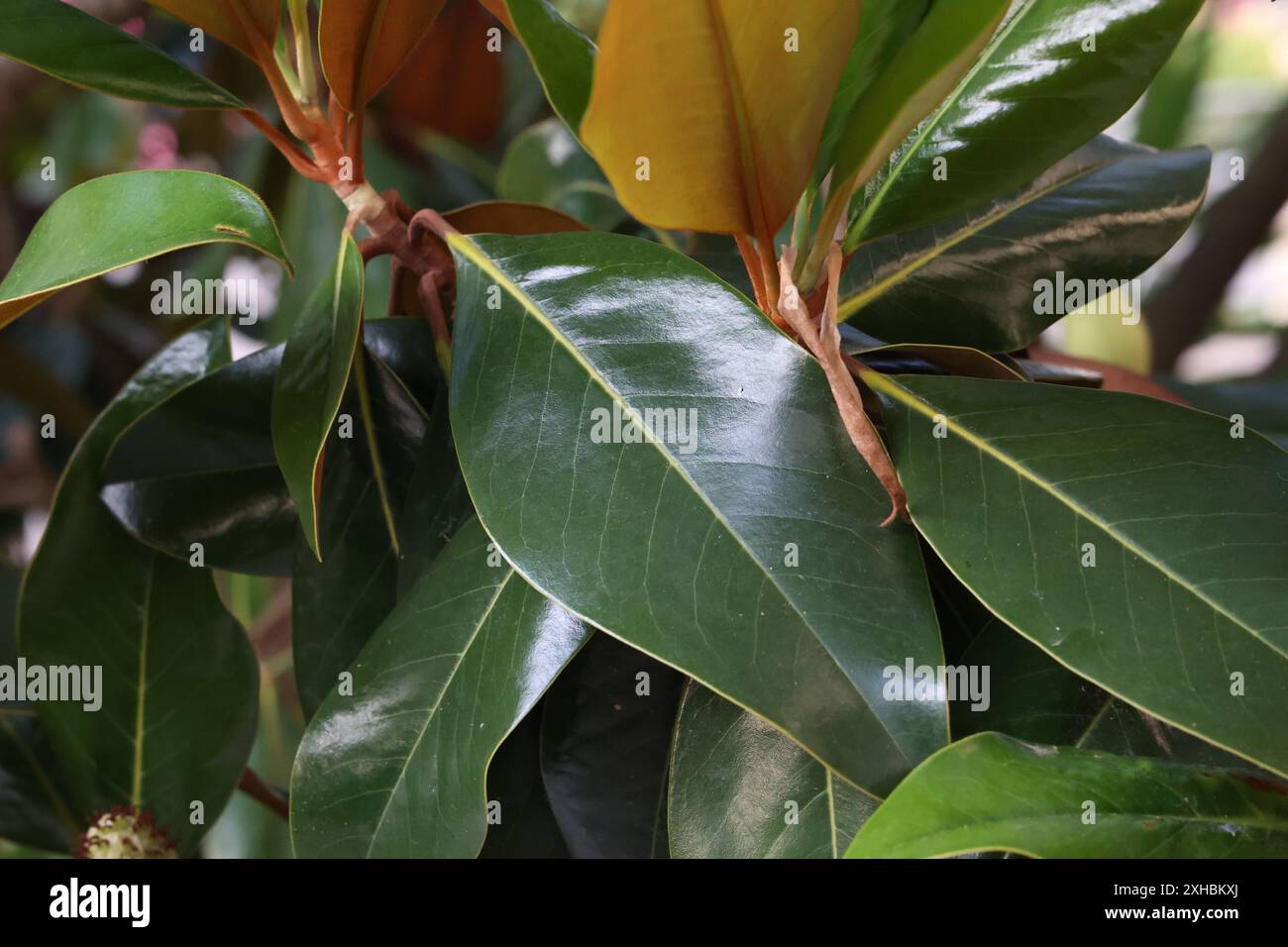 Magnolia. Set of magnolia leaves Stock Photo - Alamy