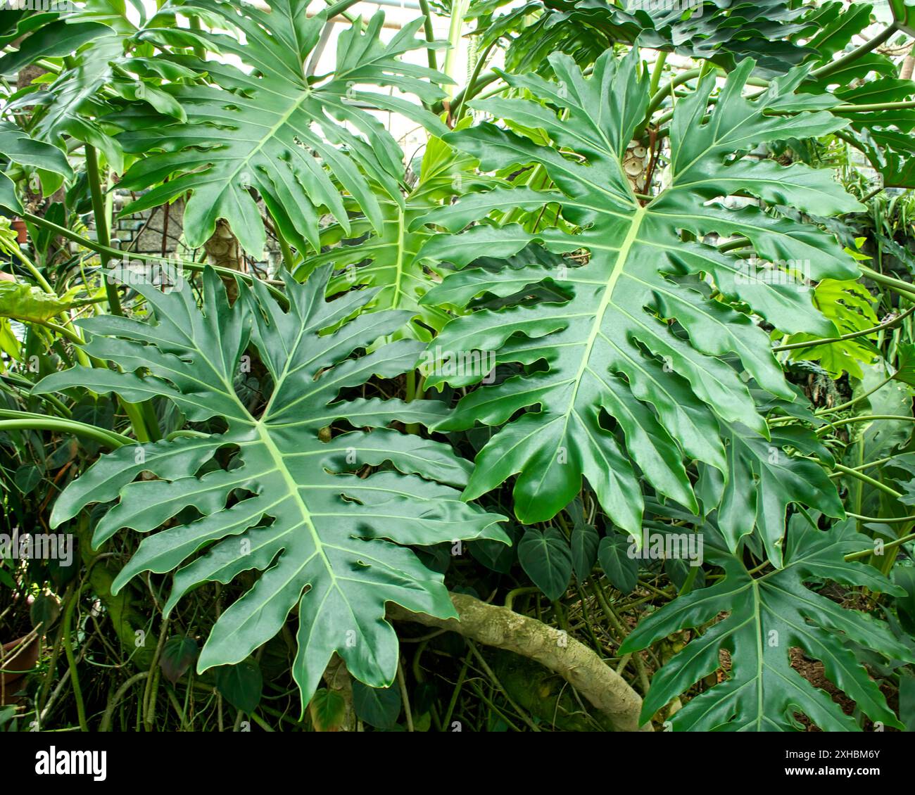 Large green leaves of the tropical split-leaf philodendron Stock Photo ...