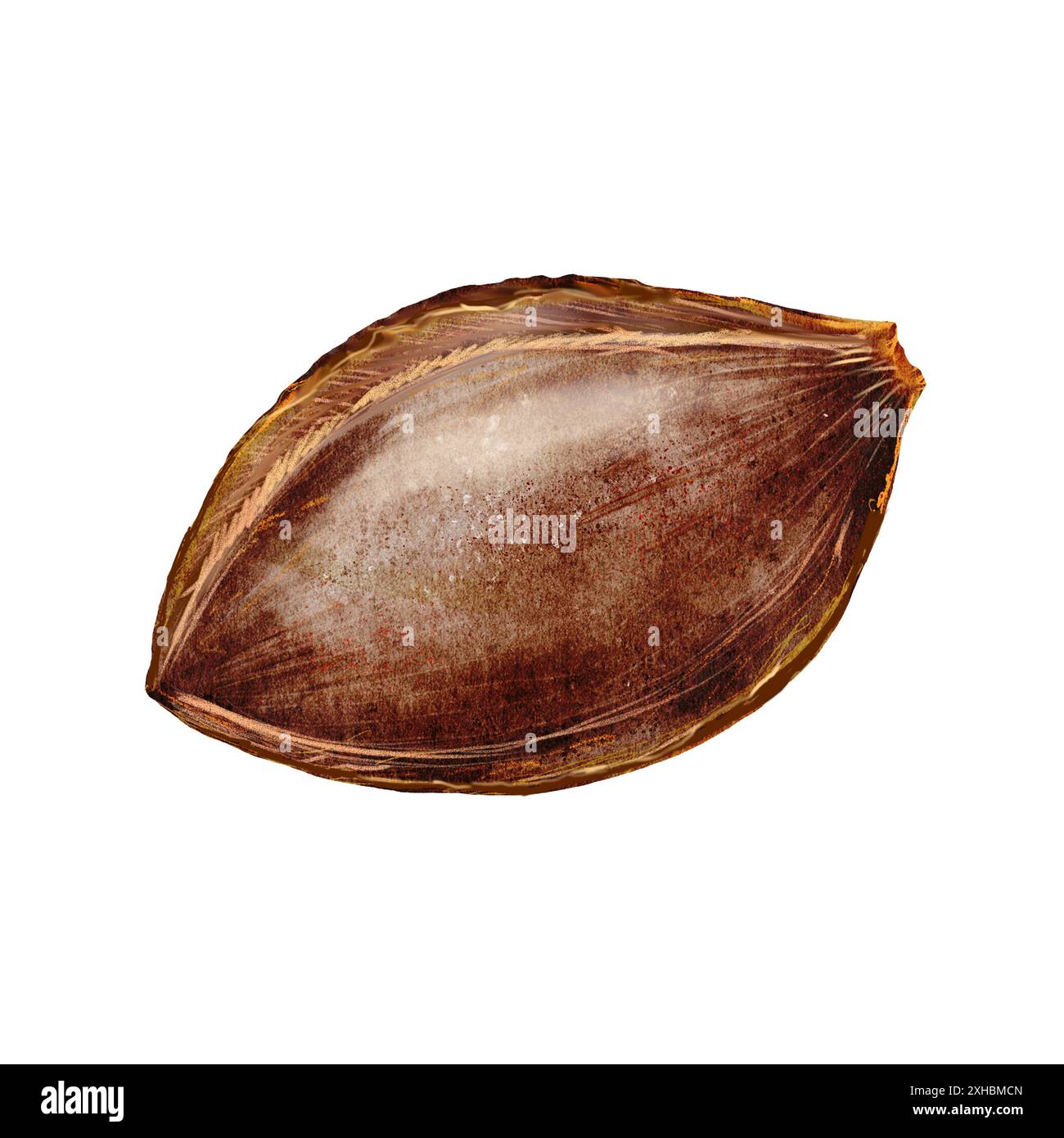 Apricot kernel watercolor. apricot kernel watercolor. Hand drawn fruit ...