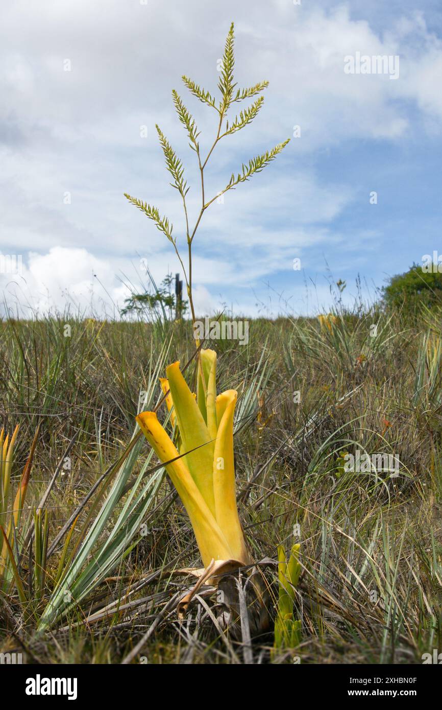 Yellow pitcher of the carnivorous bromeliad Brocchinia reducta with ...