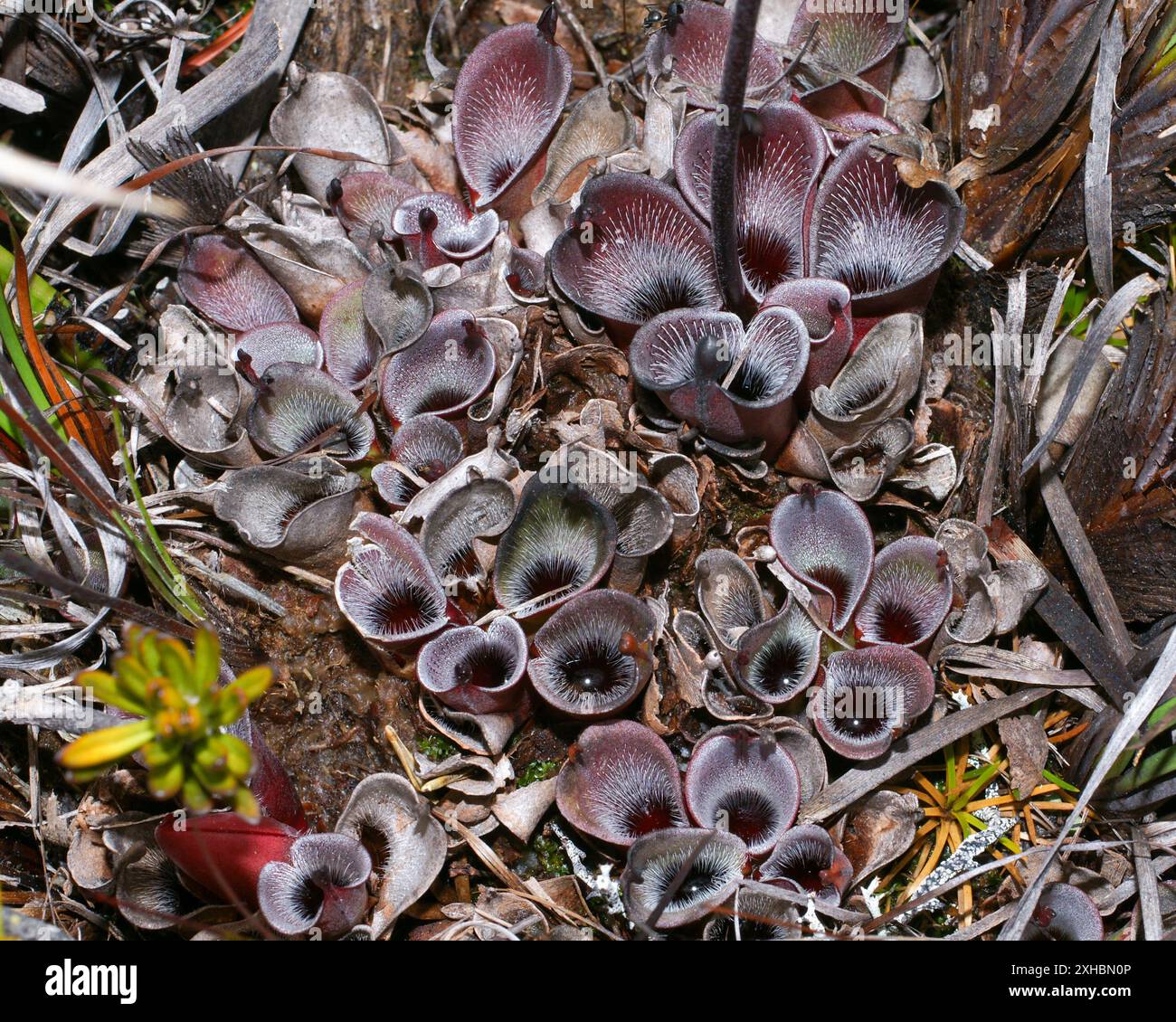 Large site of Heliamphora pulchella, carnivorous marsh pitcher plant in ...
