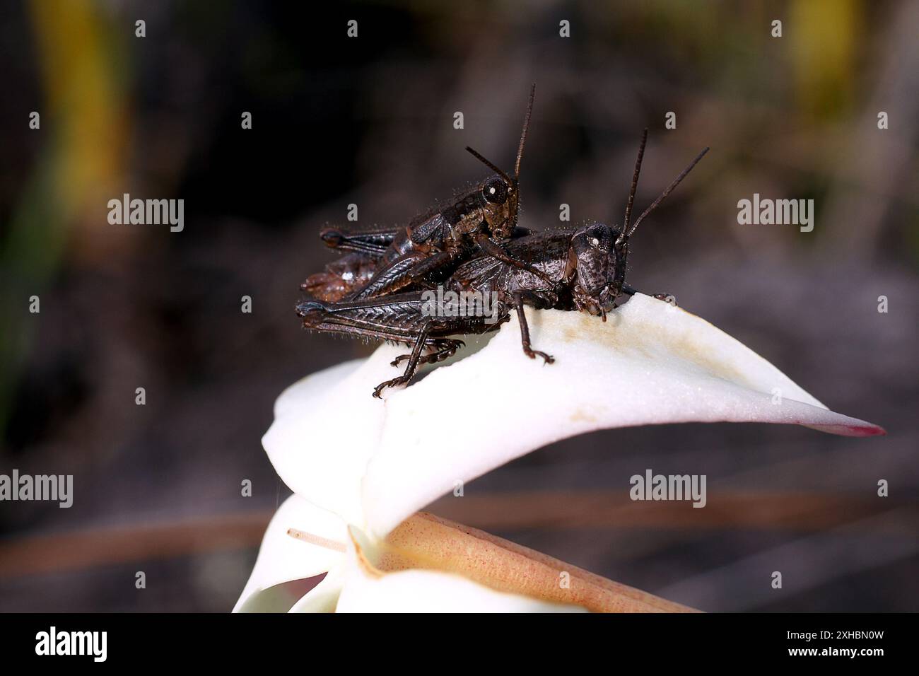 Mating grasshoppers (Abracris flavolineata) on the petal of ...