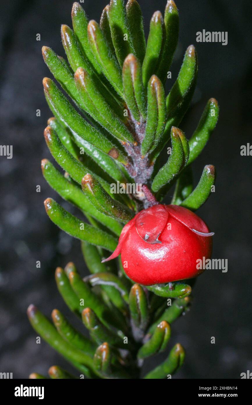 Branch of a Tepuia tatei with one red colored fruit, natural habitat on ...