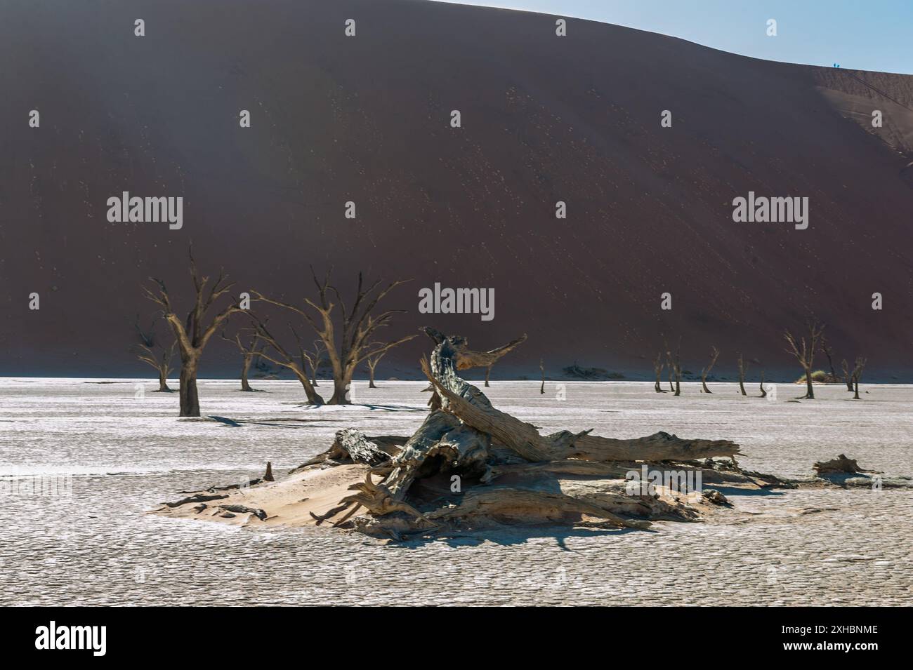 Landscape shot of the iconic dead trees of the Namibian deadvlei area ...
