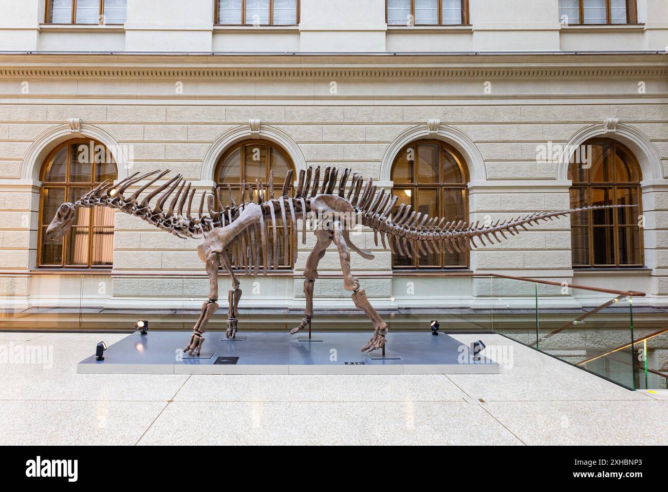 Prague, Czech Republic - May 26, 2024: Amargasaurus dinosaur skeleton ...
