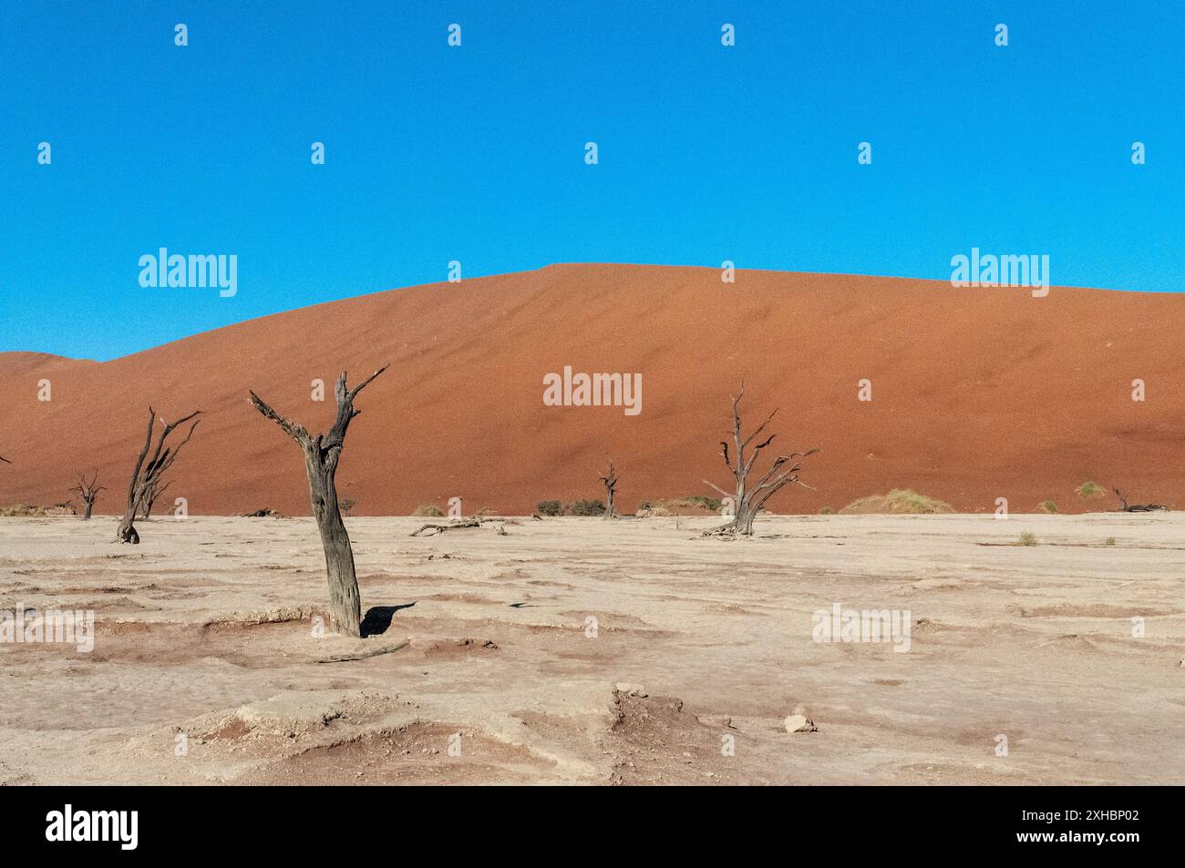 Landscape shot of the iconic dead trees of the Namibian deadvlei area ...