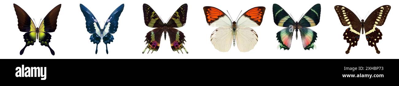 Vibrant exotic butterflies with diverse wing patterns and colors are ...