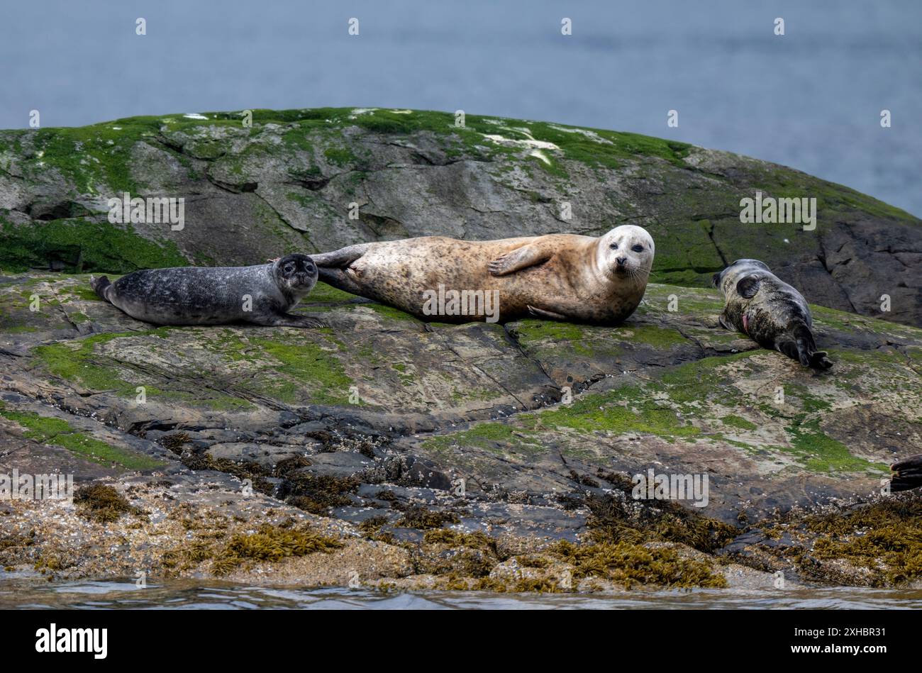 Scottish Highlands, Scotland, 2024 Seals resting on rocks on Loch ...