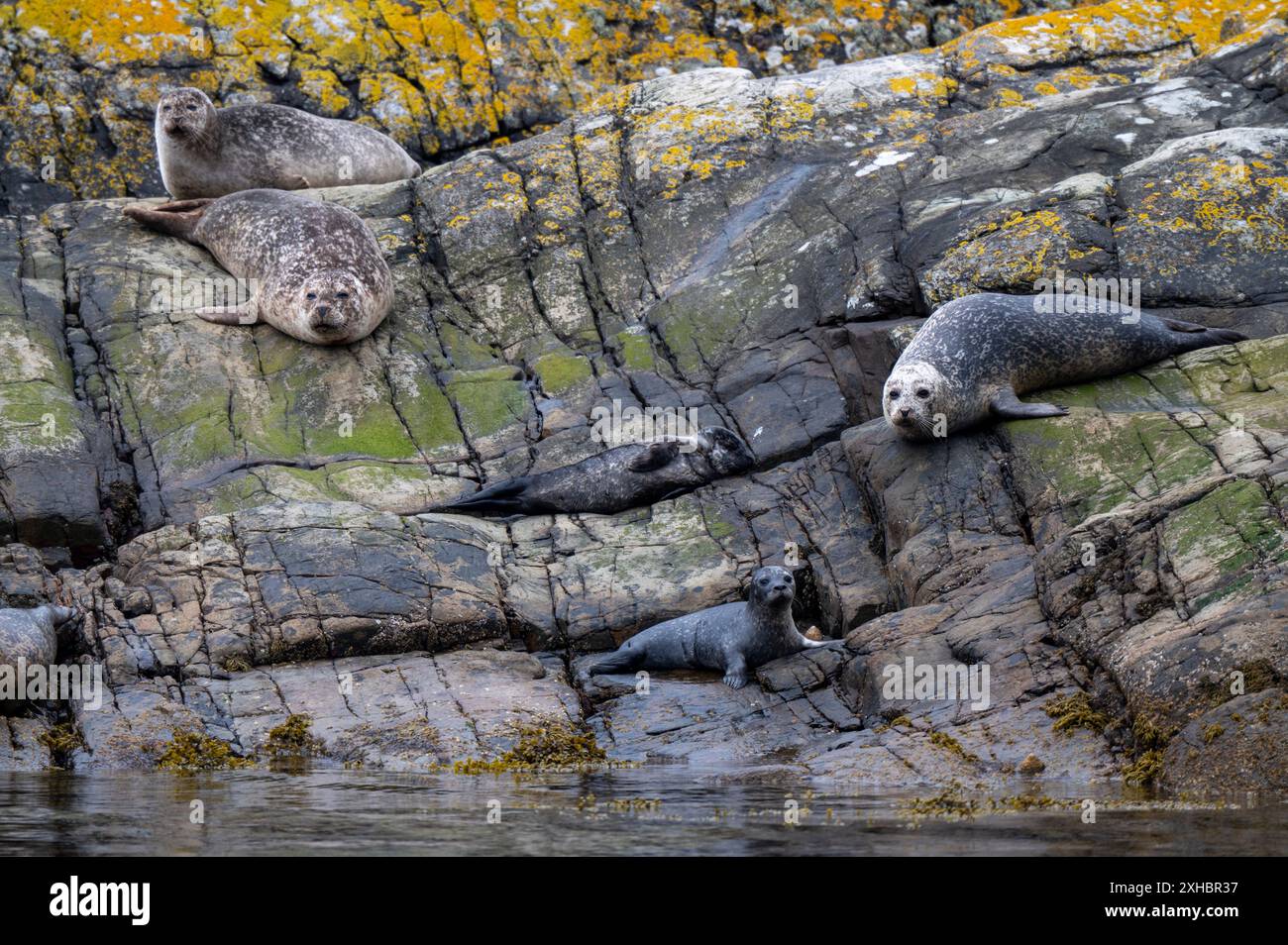 Loch carron seals hi-res stock photography and images - Alamy