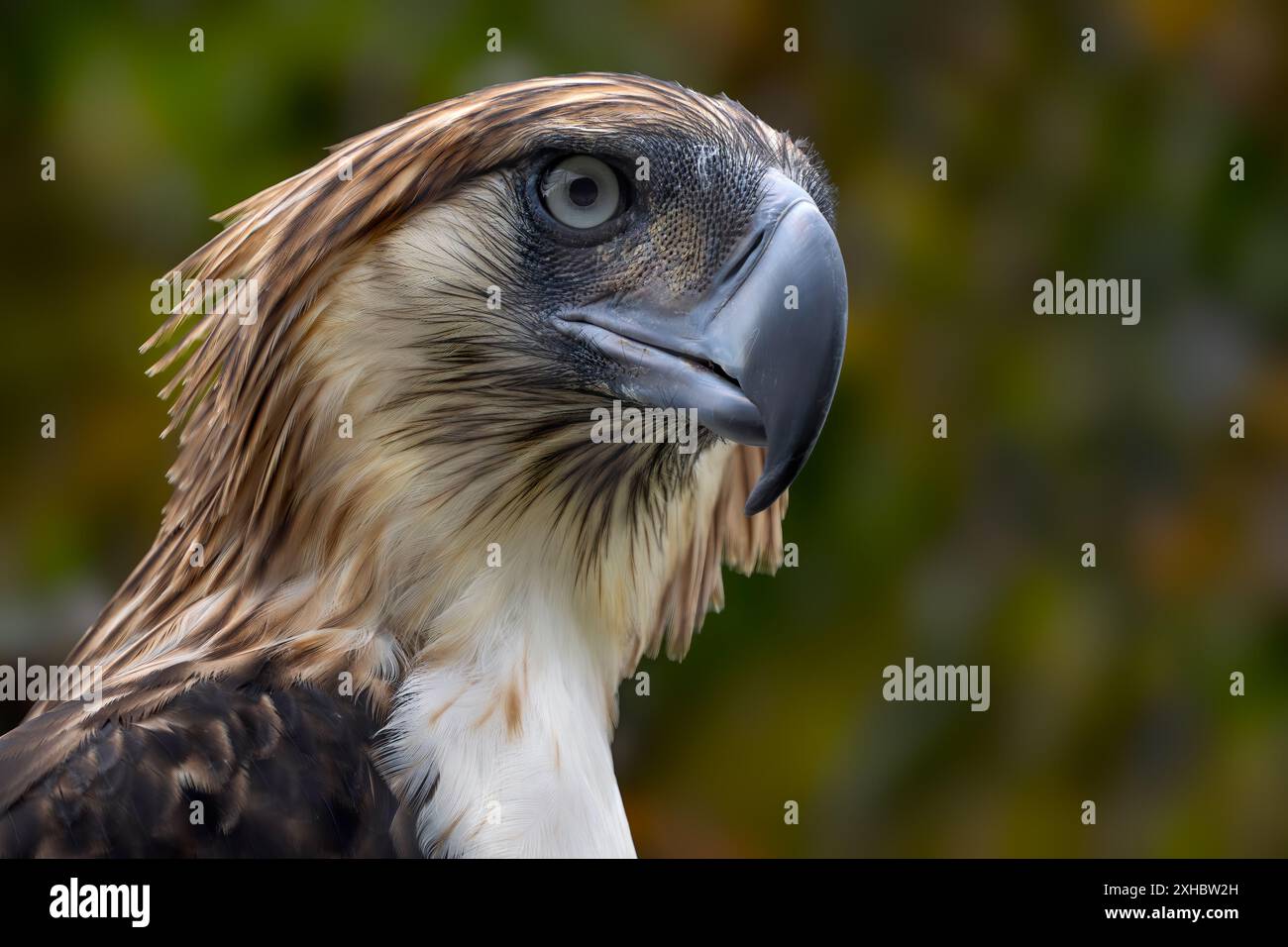 Philippine Eagle - Pithecophaga jefferyi, portrait of beautiful large ...