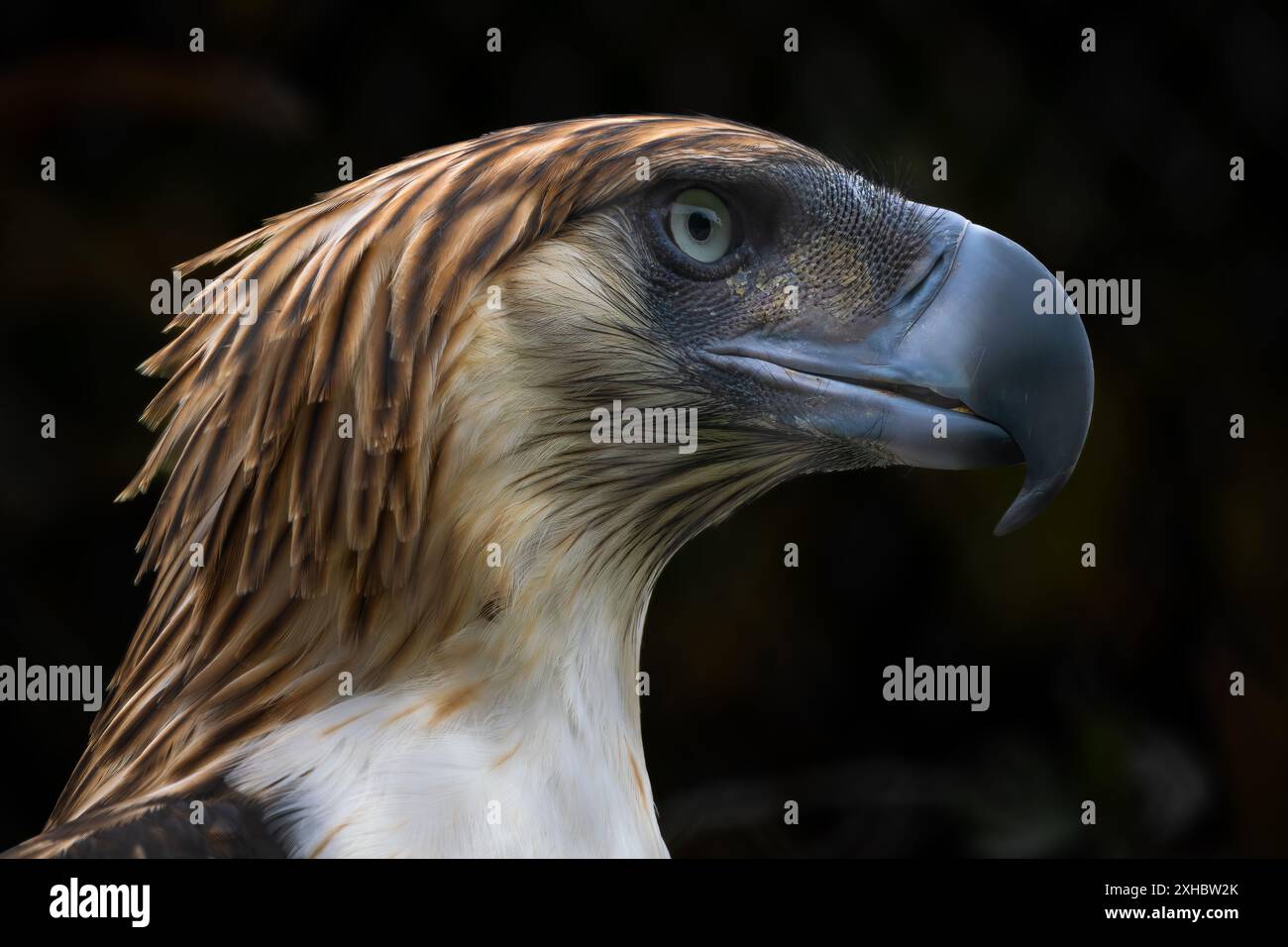 Philippine Eagle - Pithecophaga jefferyi, portrait of beautiful large ...