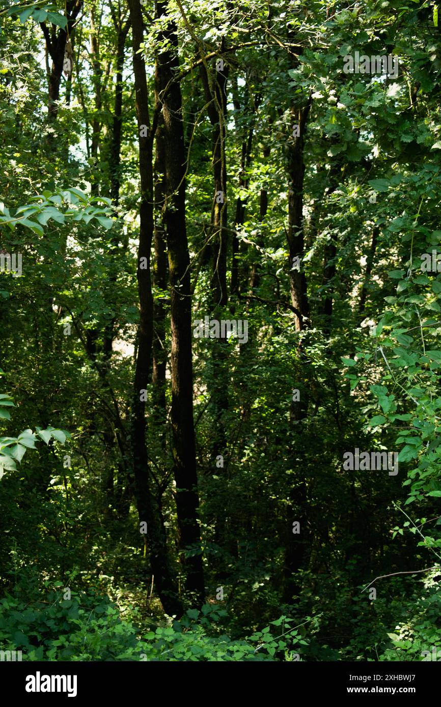 Commercial forest tree Stock Photo - Alamy